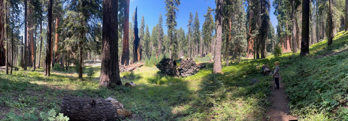 Resume – Dr. Lilli Kaarakka